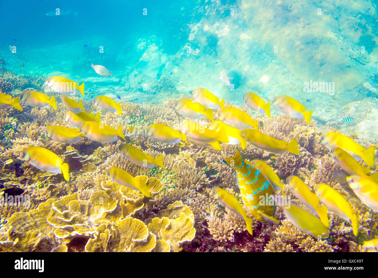 School Yellow Fish, Coral reef with soft and hard corals with exotic ...