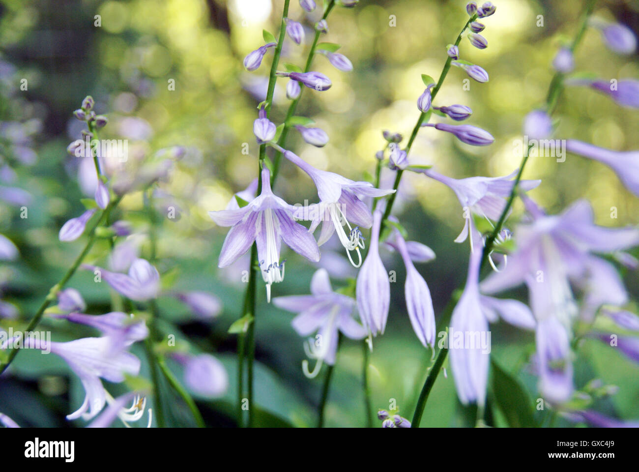 Blooming Purple Hostas Garden Bed Stock Photo - Alamy