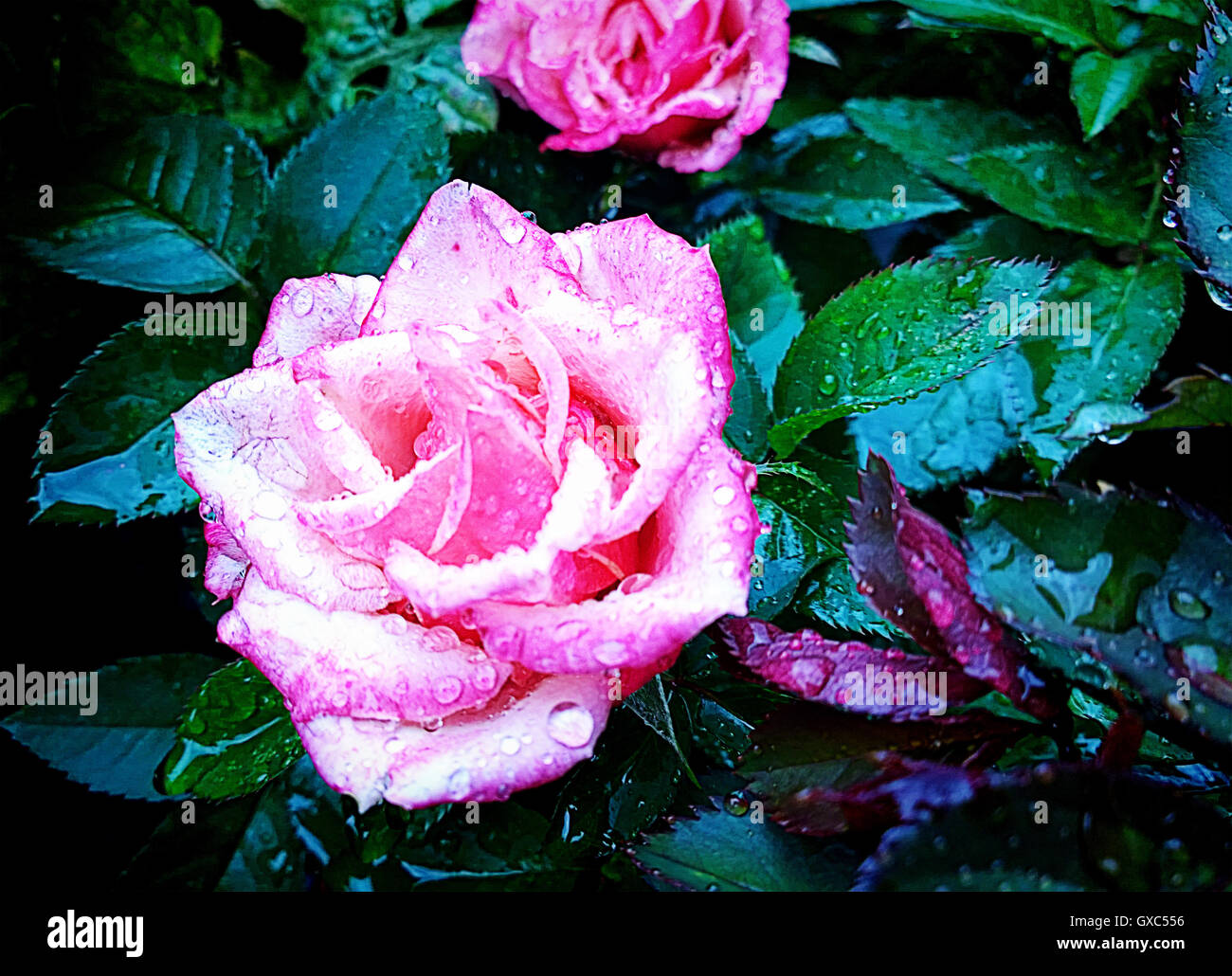 Beautiful pink rose blossom and dark foliage with raindrops and blurred ...