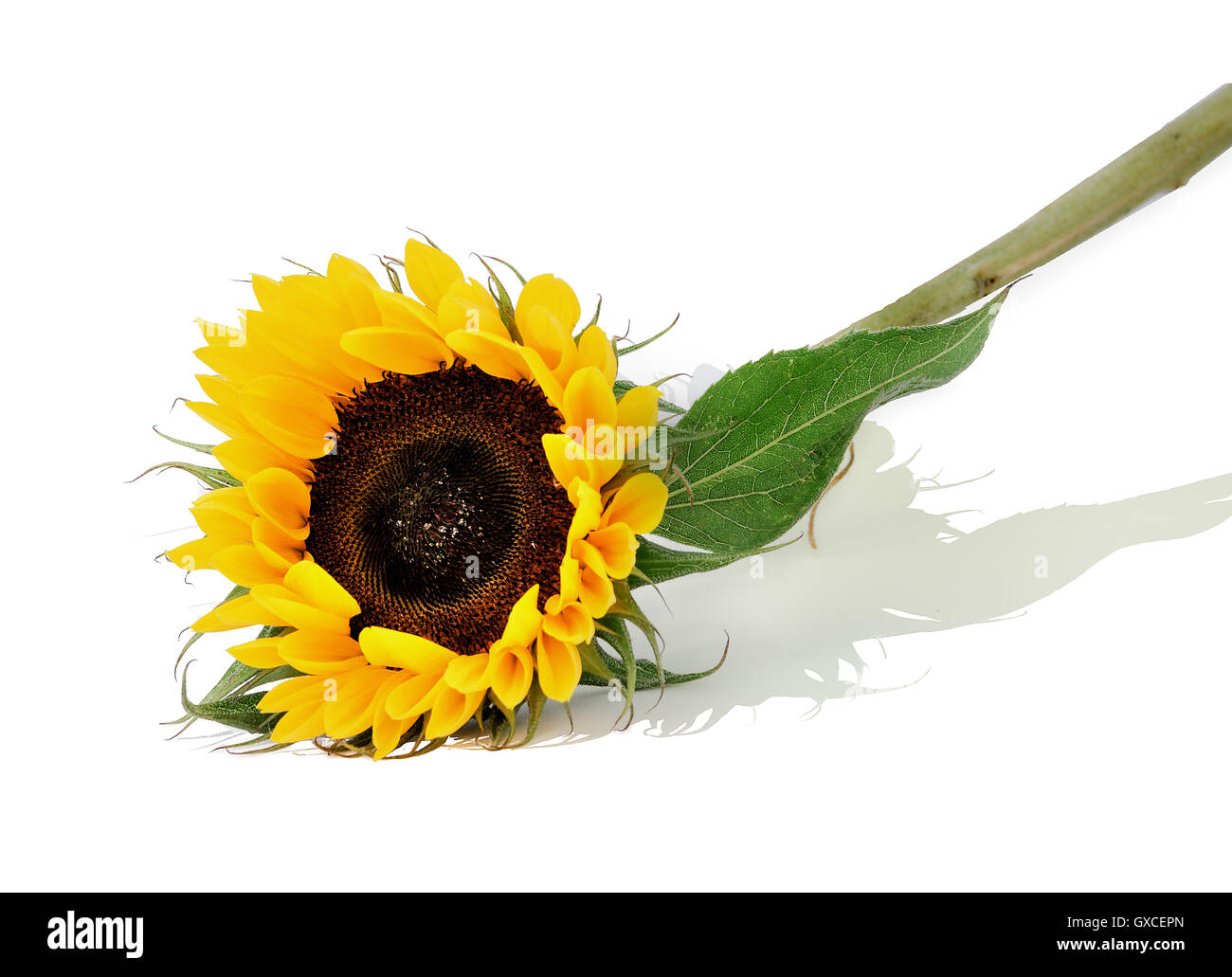 Single sunflower hi-res stock photography and images - Alamy