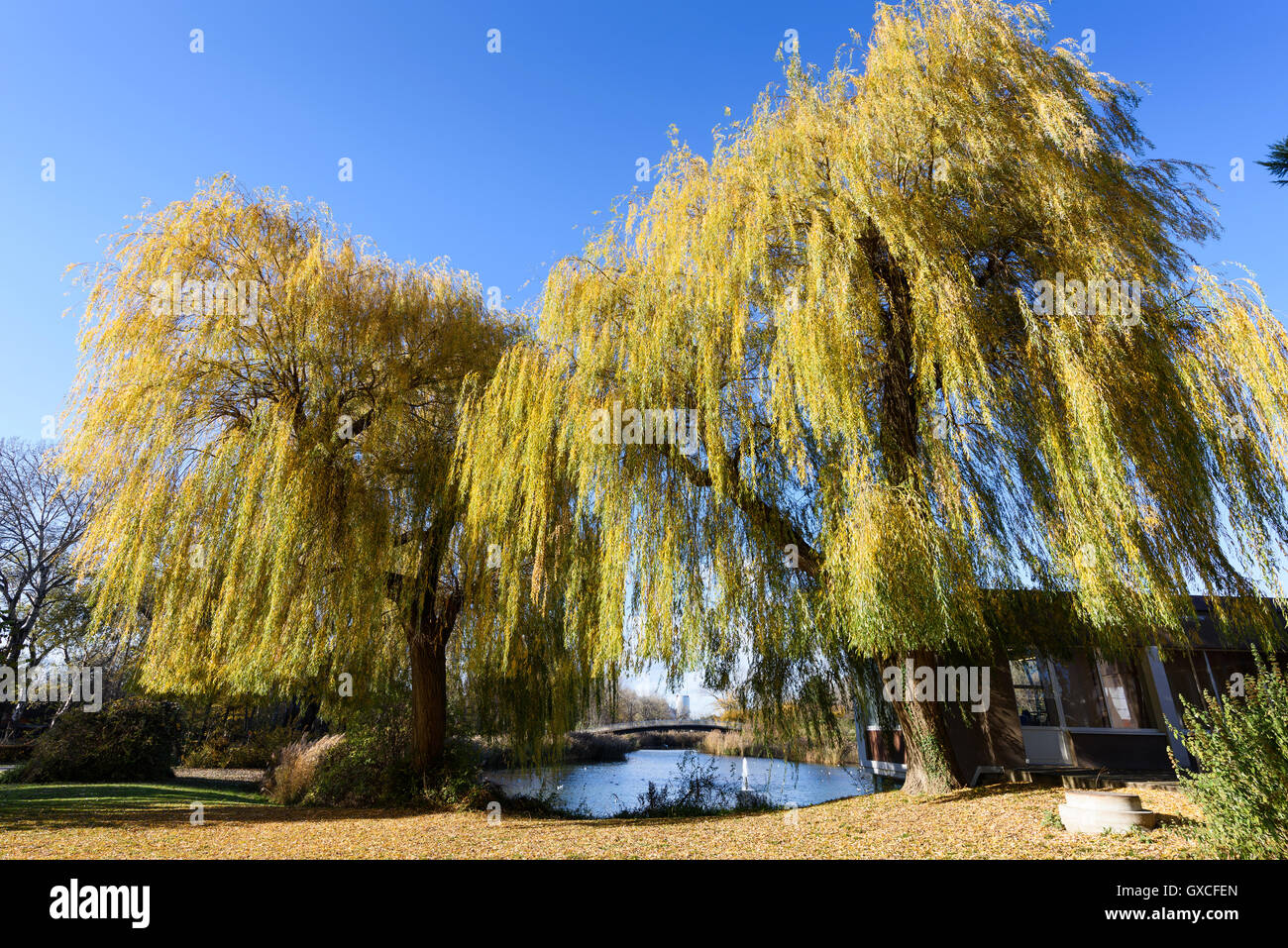 Wilow trees hi-res stock photography and images - Alamy
