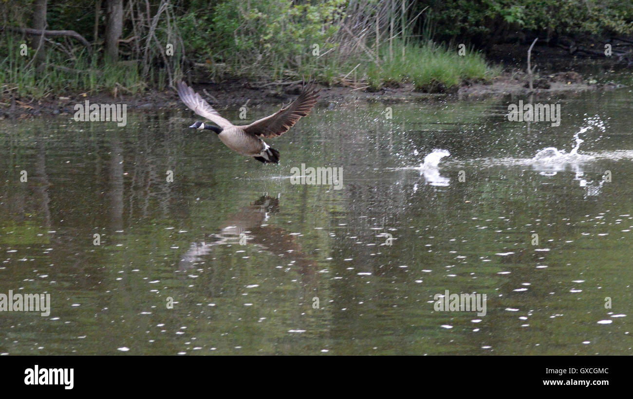 Goose bay canadian hi-res stock photography and images - Alamy