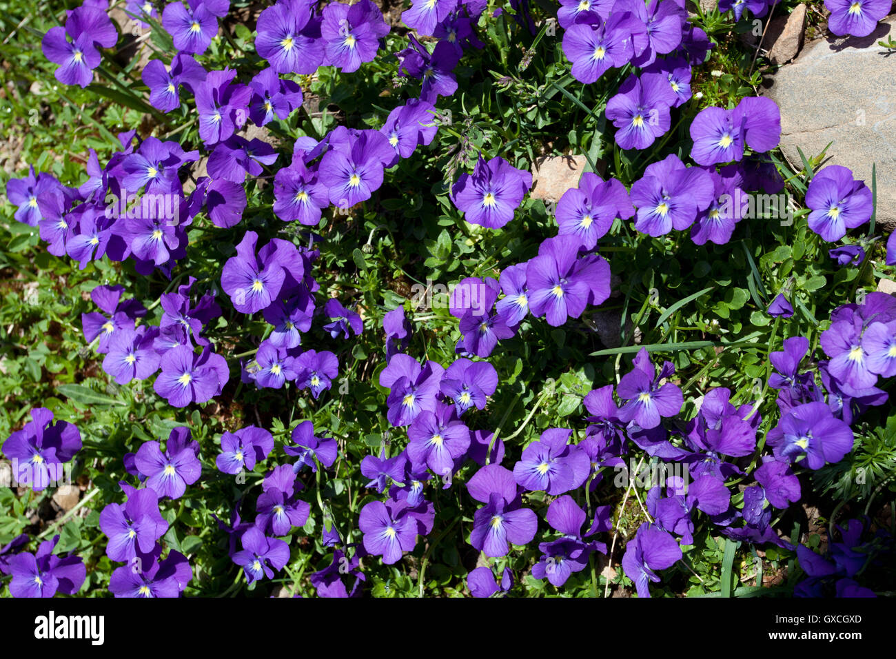 Wild Violets Stock Photo - Alamy