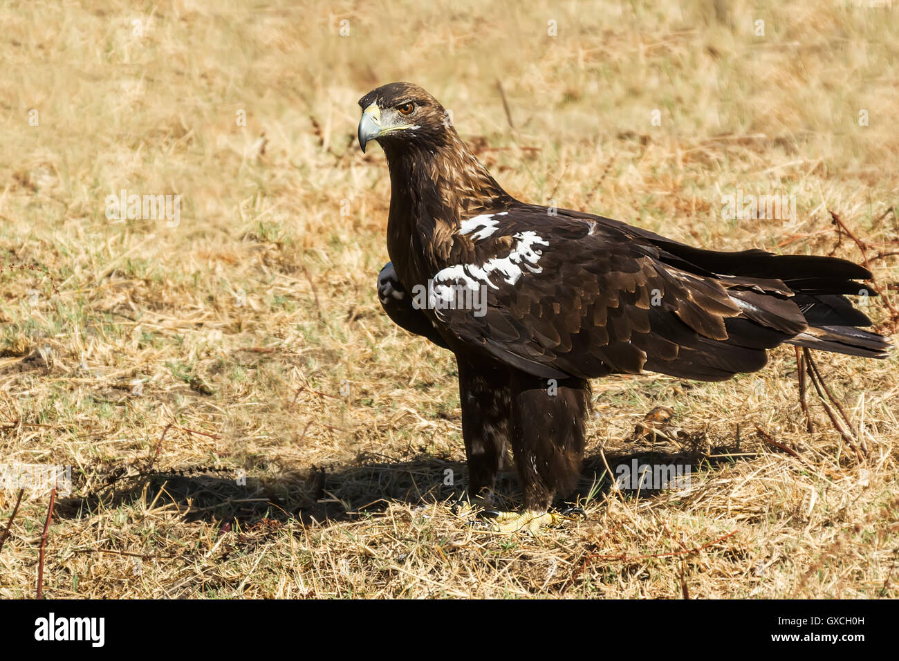 Spanish imperial eagle Stock Photo - Alamy