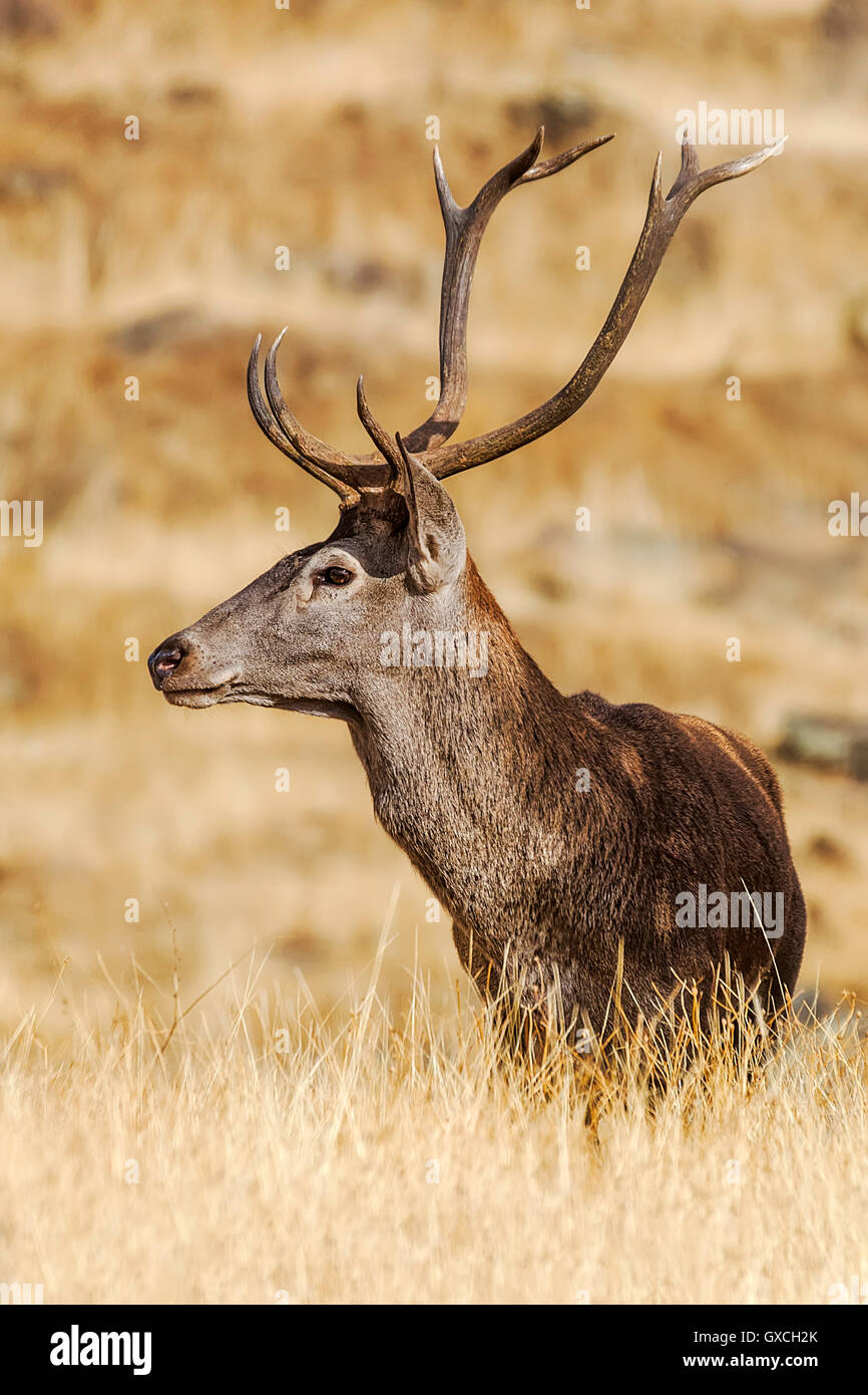 Roe deer eating tree hi-res stock photography and images - Alamy