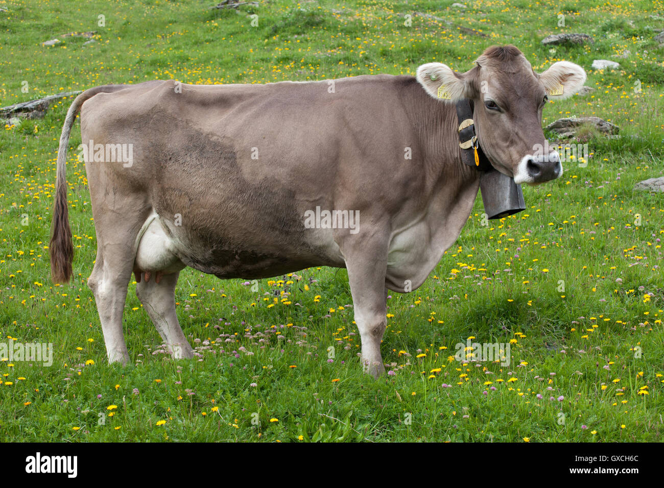 Bell cowbell hi-res stock photography and images - Alamy