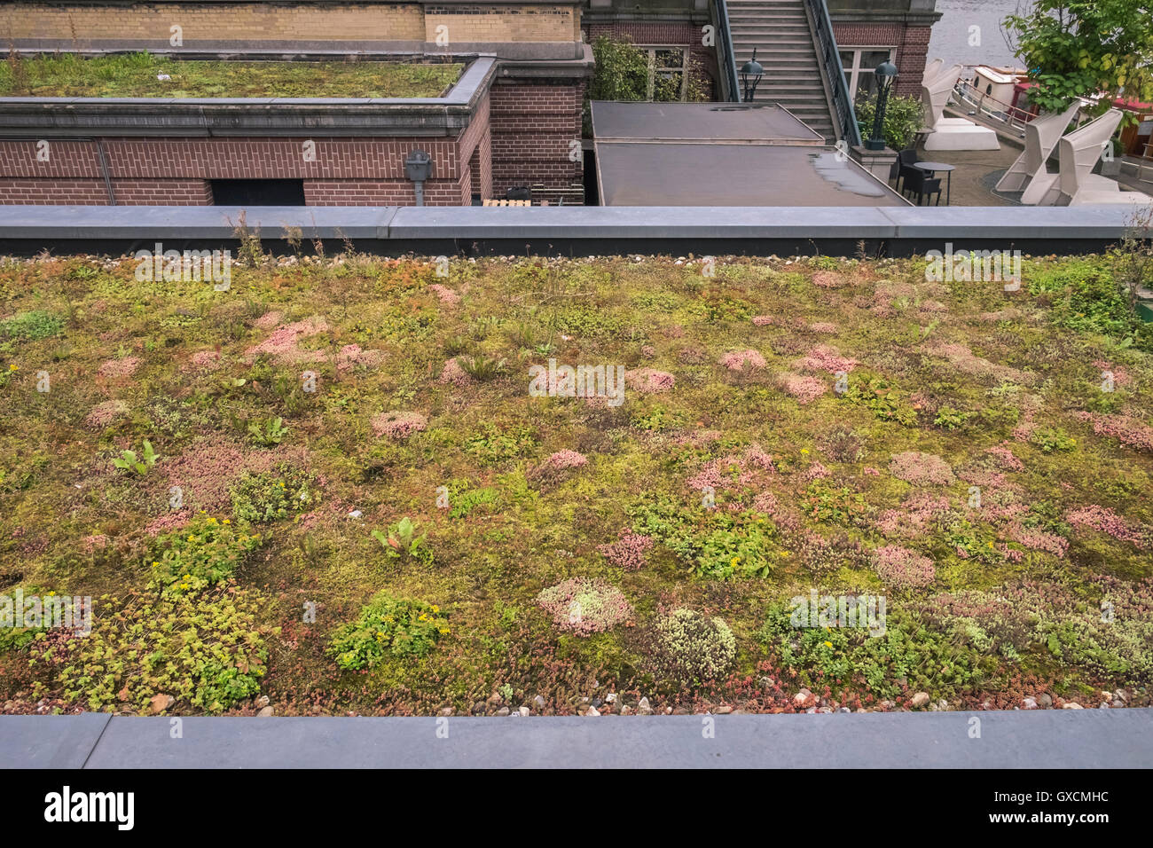 Living roof of sedum and other plant material, Amsterdam, Netherlands ...