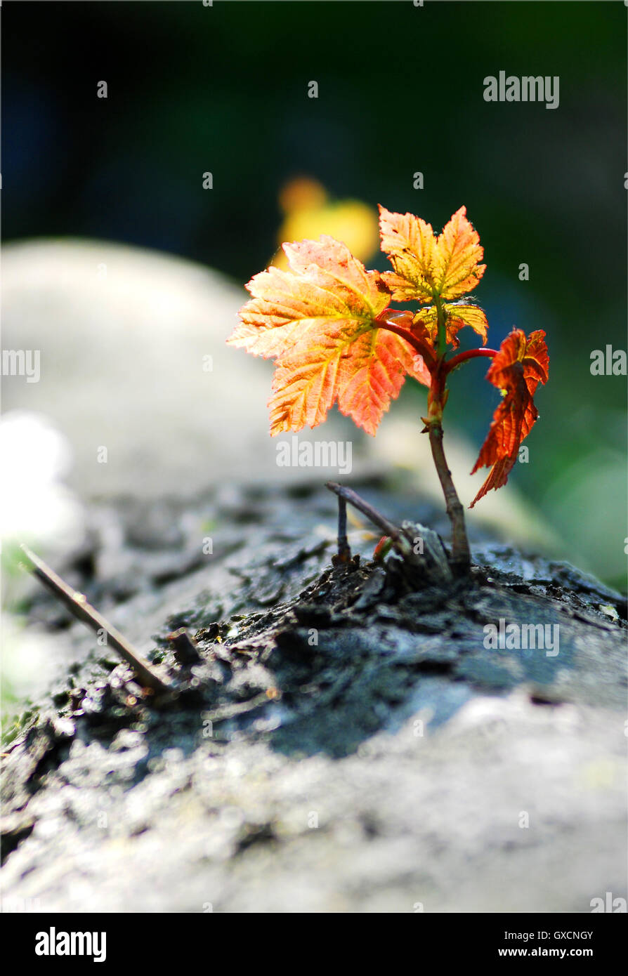 Single leaf grows out of a log Stock Photo - Alamy