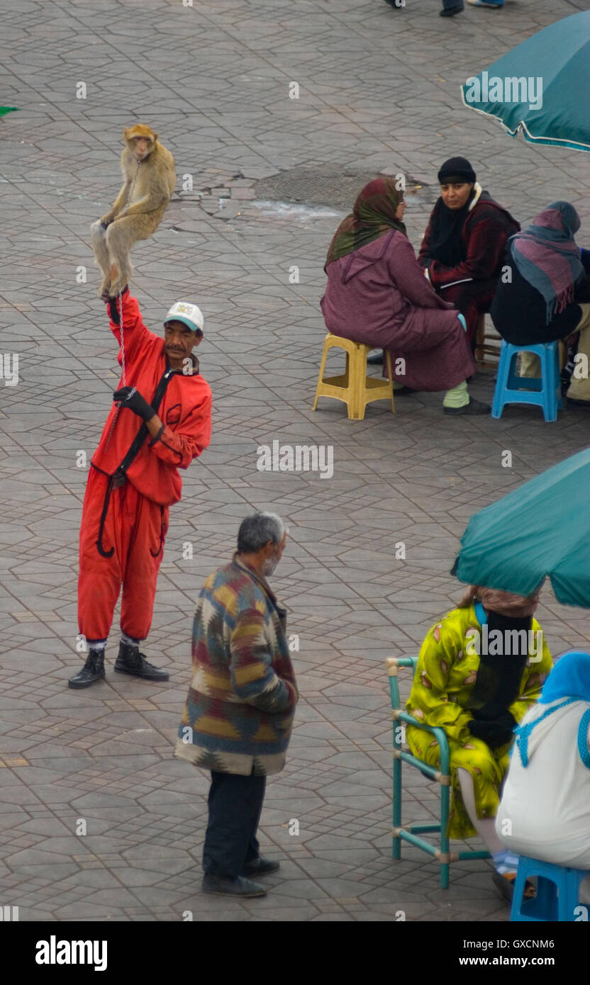 Marrakesh monkeys hi-res stock photography and images - Alamy