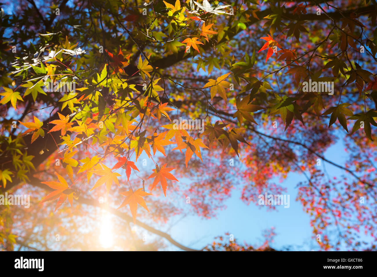 autumn leaves Yellow, orange and red in beautiful fall park Stock Photo ...
