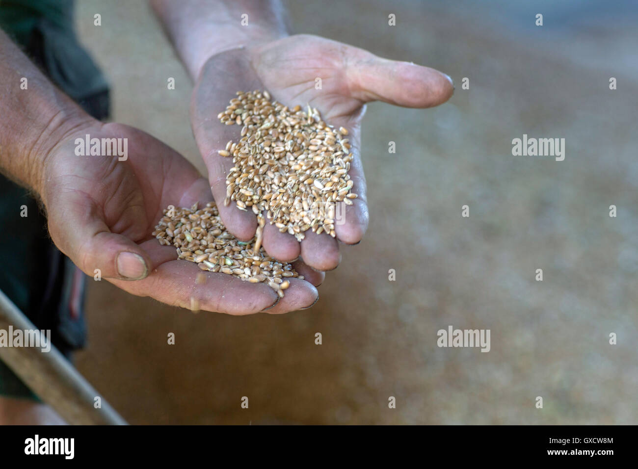 Hands of male farmer holding wheat Stock Photo - Alamy
