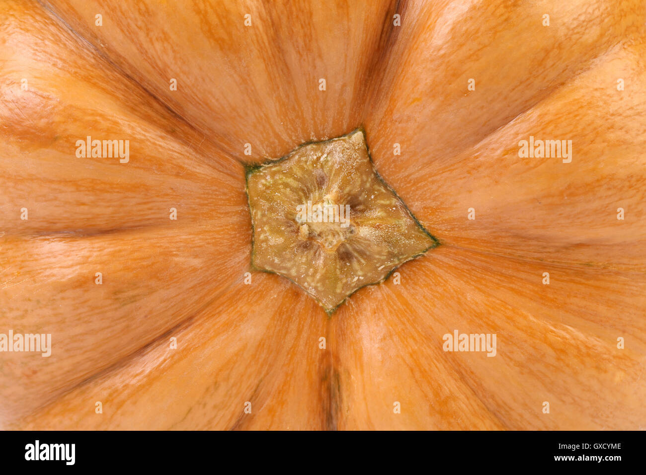 Background of fresh pumpkin. Bottom view Stock Photo - Alamy