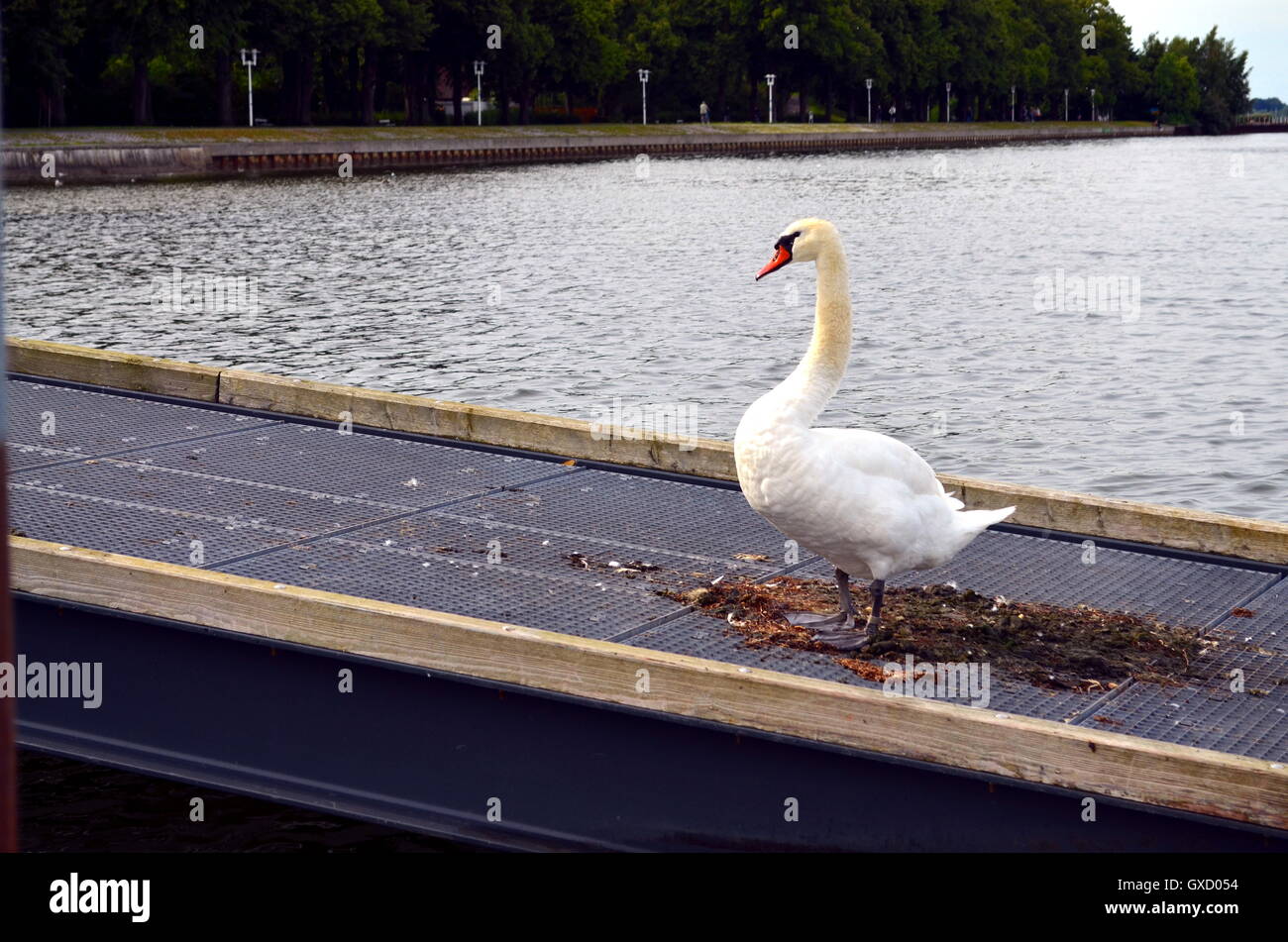 Mature swan hi-res stock photography and images - Alamy