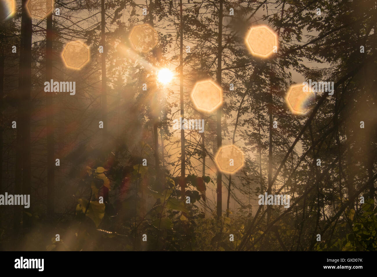 Sunbeams through trees hi-res stock photography and images - Alamy