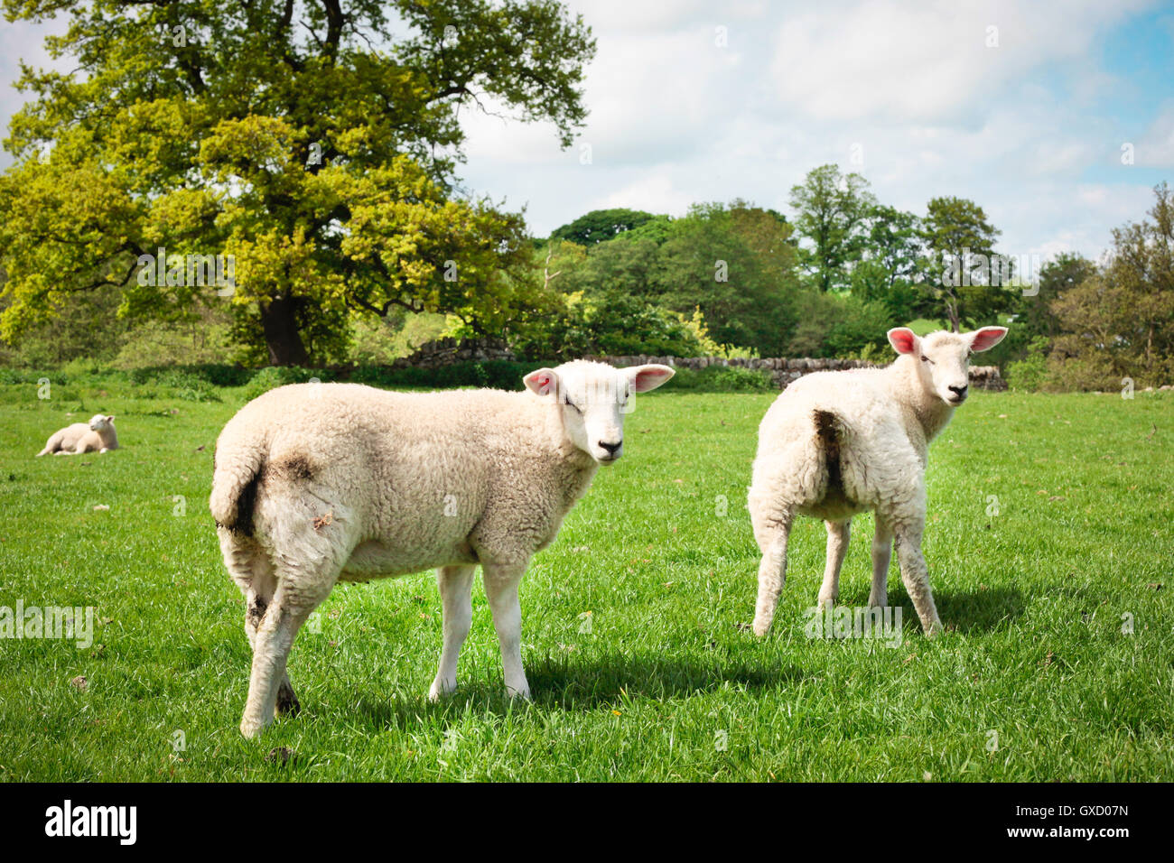 Sheep in field Stock Photo - Alamy