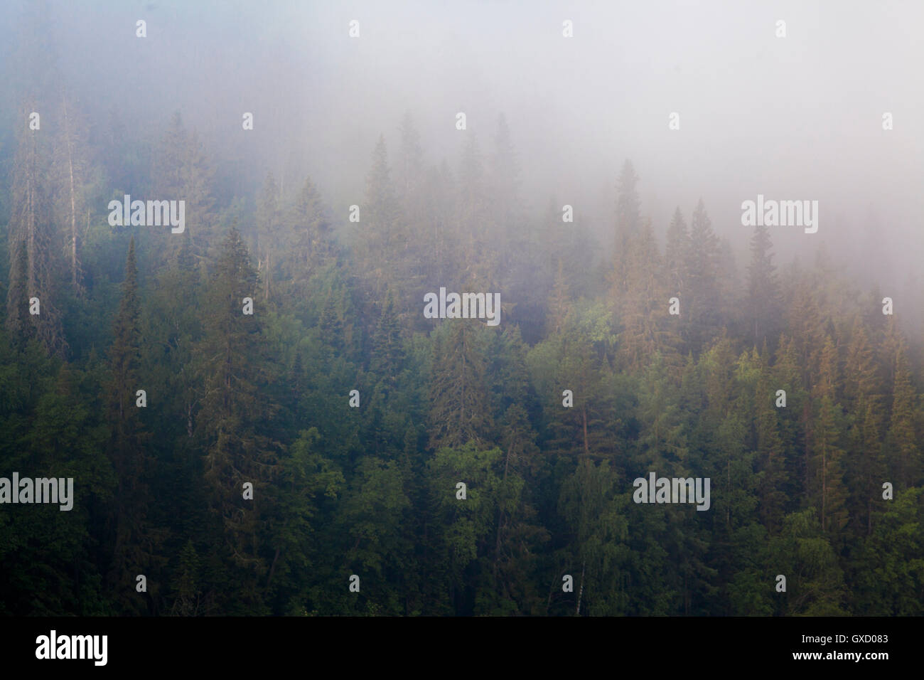 Misty forest hi-res stock photography and images - Alamy