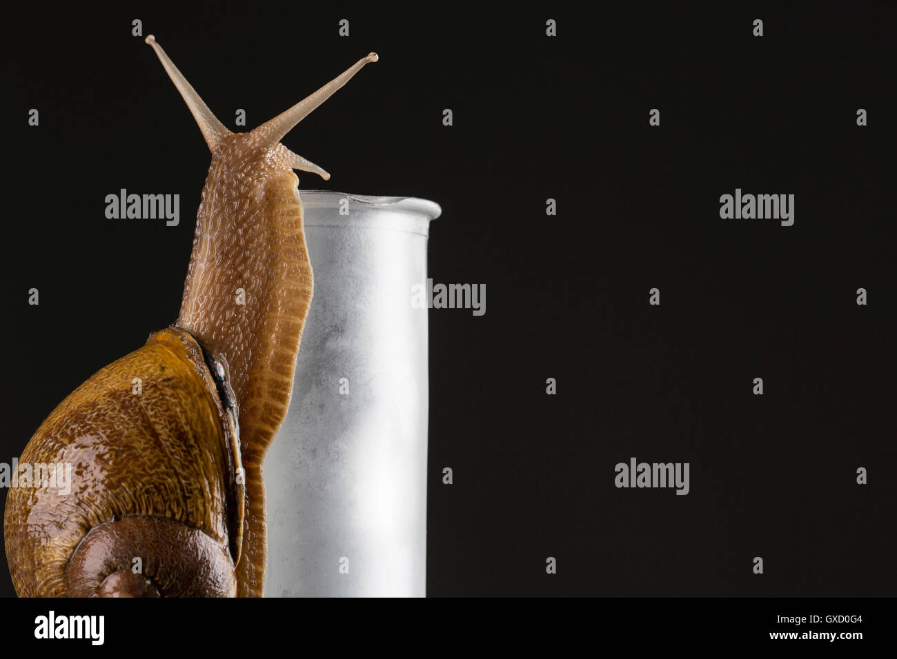 Snail anatomy hi-res stock photography and images - Alamy