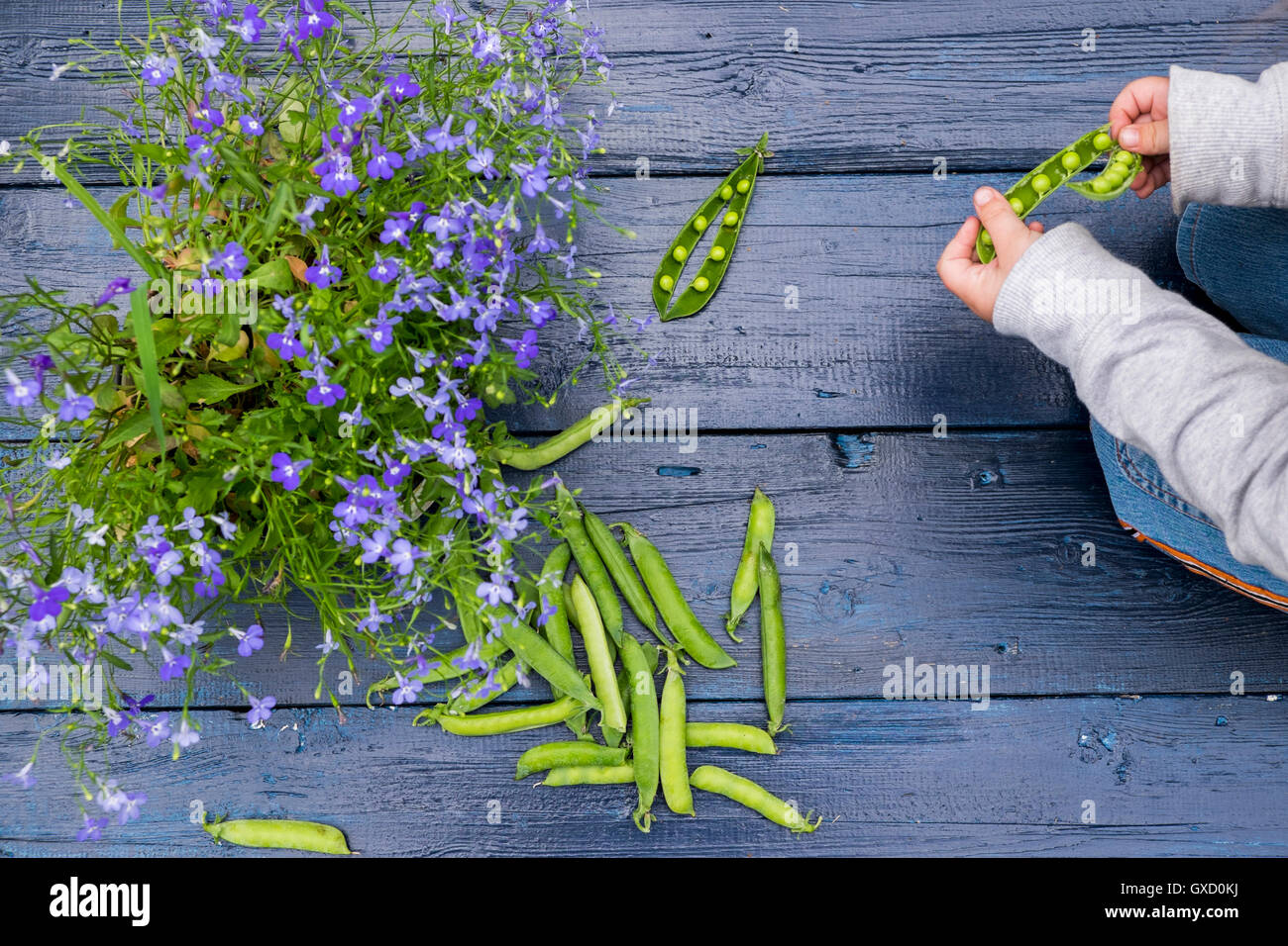Young boy shelling sugar snap peas, close-up Stock Photo - Alamy