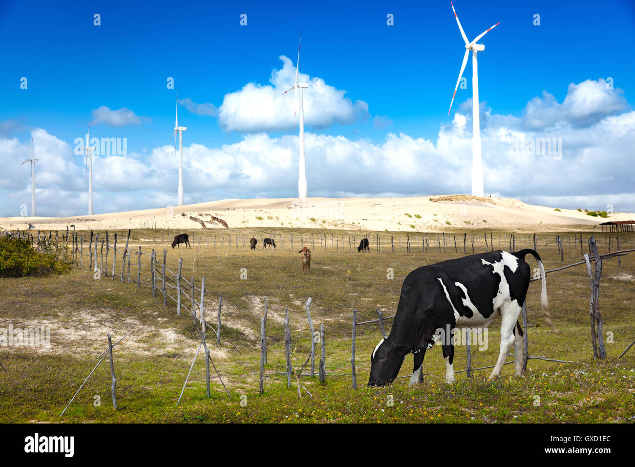 Wind farm, Taiba, Ceará, Brazil Stock Photo - Alamy
