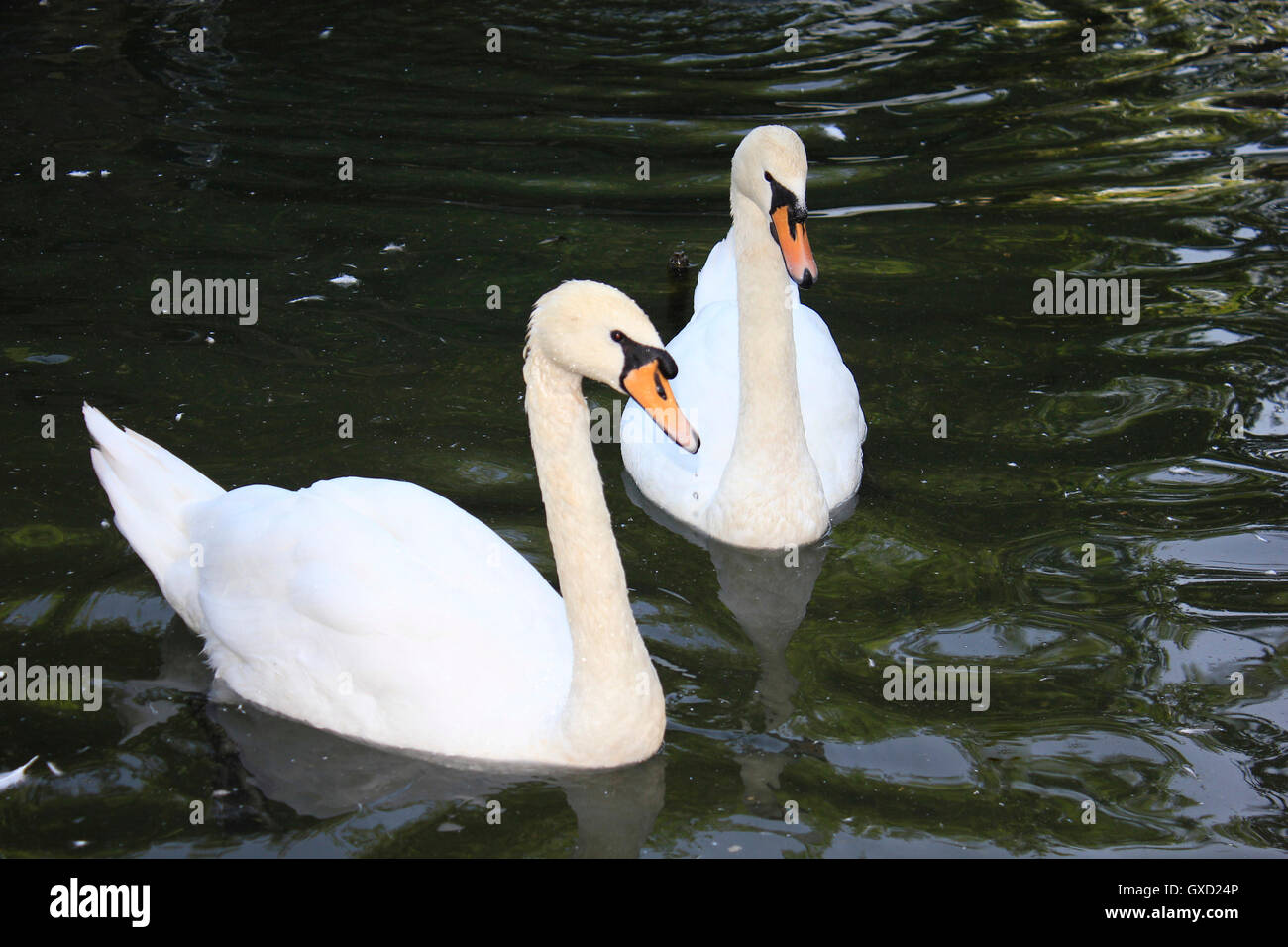 two swan on a lake 3d illustration Stock Photo - Alamy
