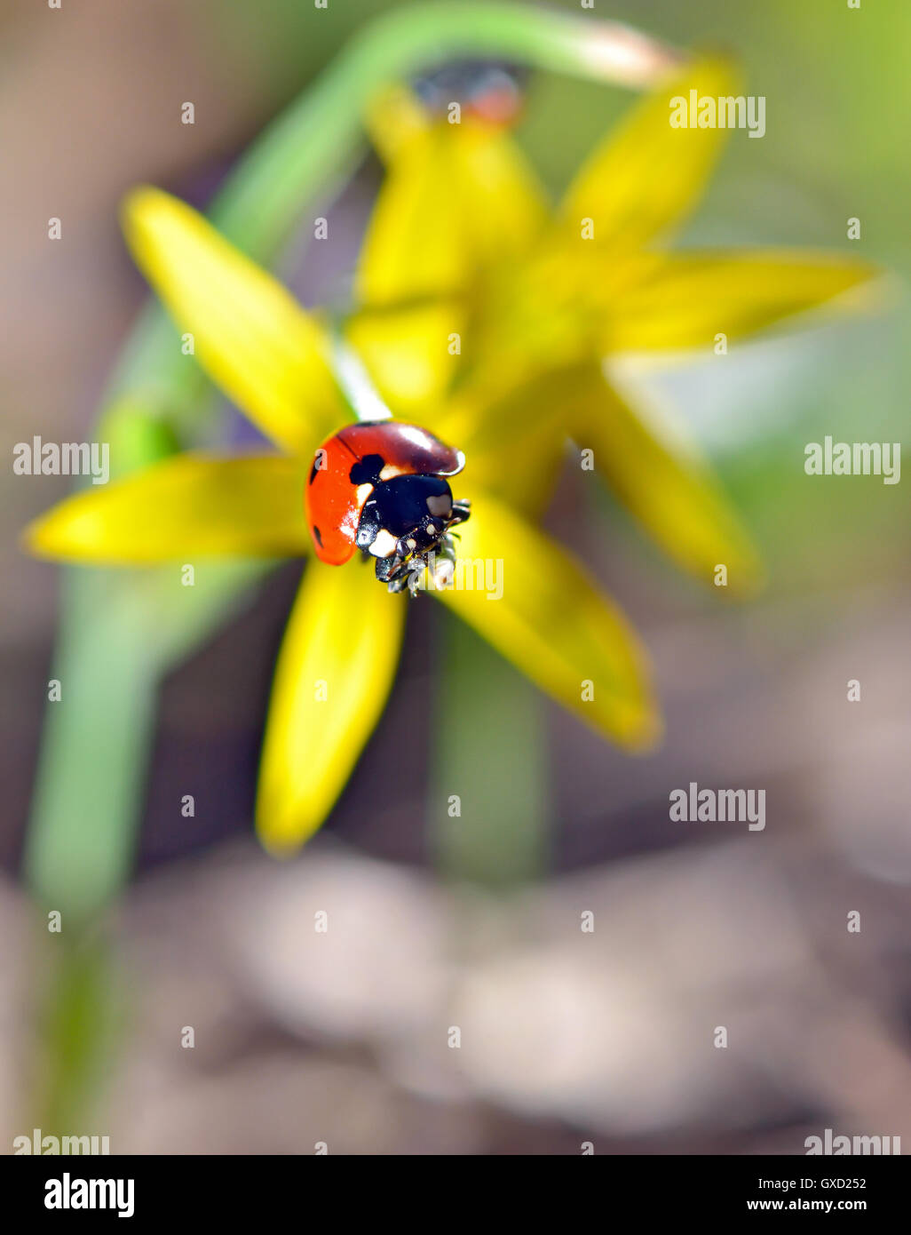 Details of Ladybugs on spring flowers Stock Photo - Alamy