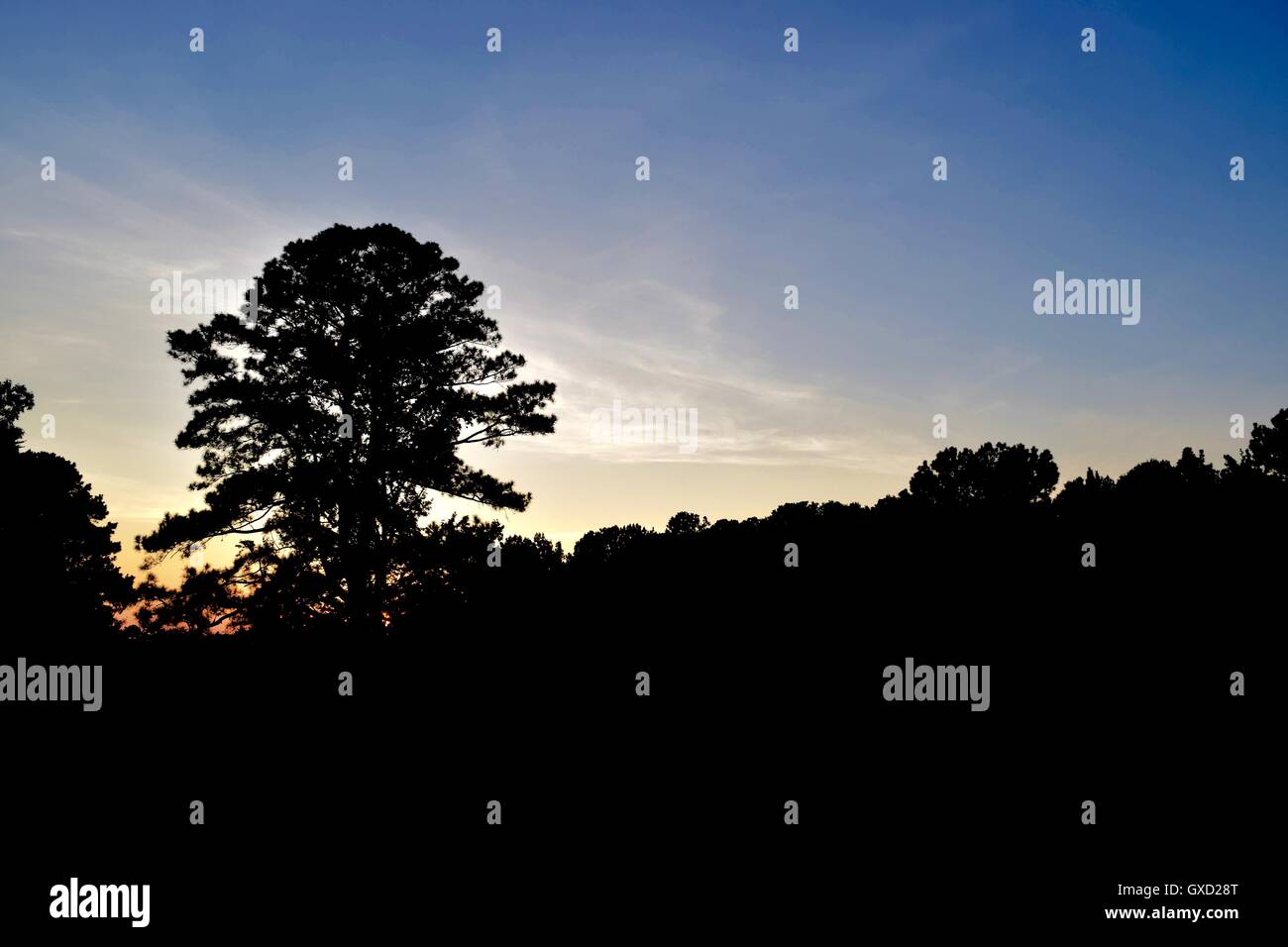 Lighting up trees hi-res stock photography and images - Alamy