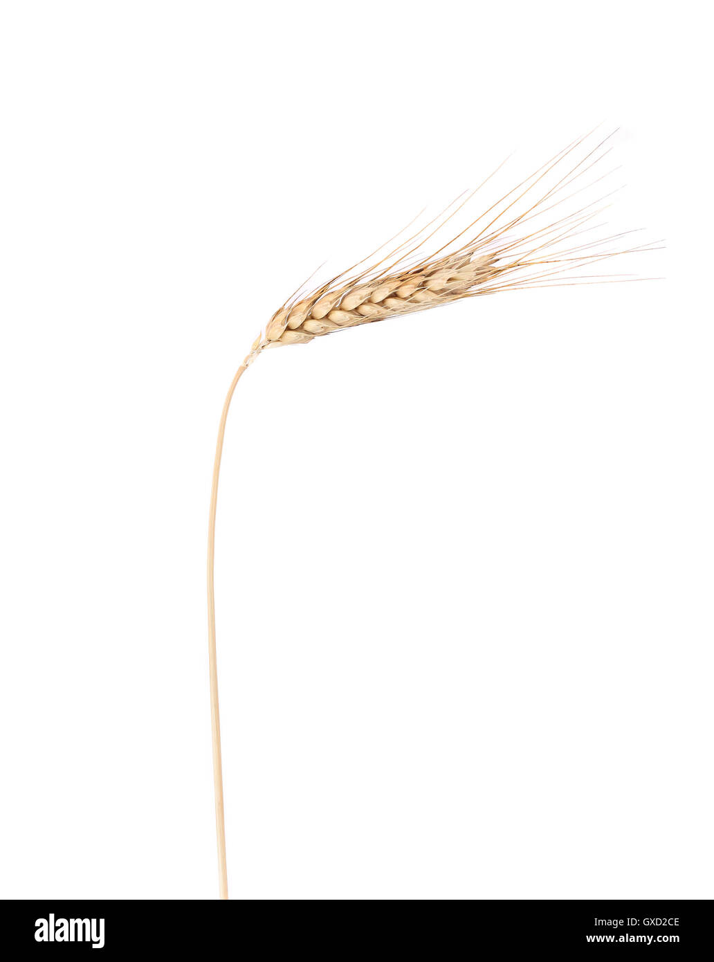 Cultivation of grain Cut Out Stock Images & Pictures - Alamy