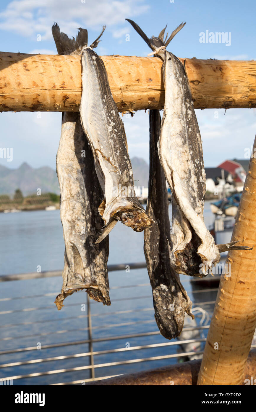 Cod fish drying outside on wooden pole, Svolvaer, Lofoten Islands ...