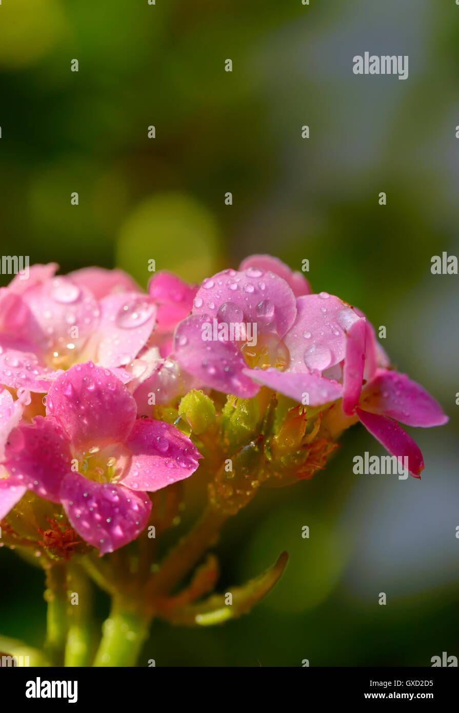 Hydrangea garden hydrangea garden border hi-res stock photography and ...