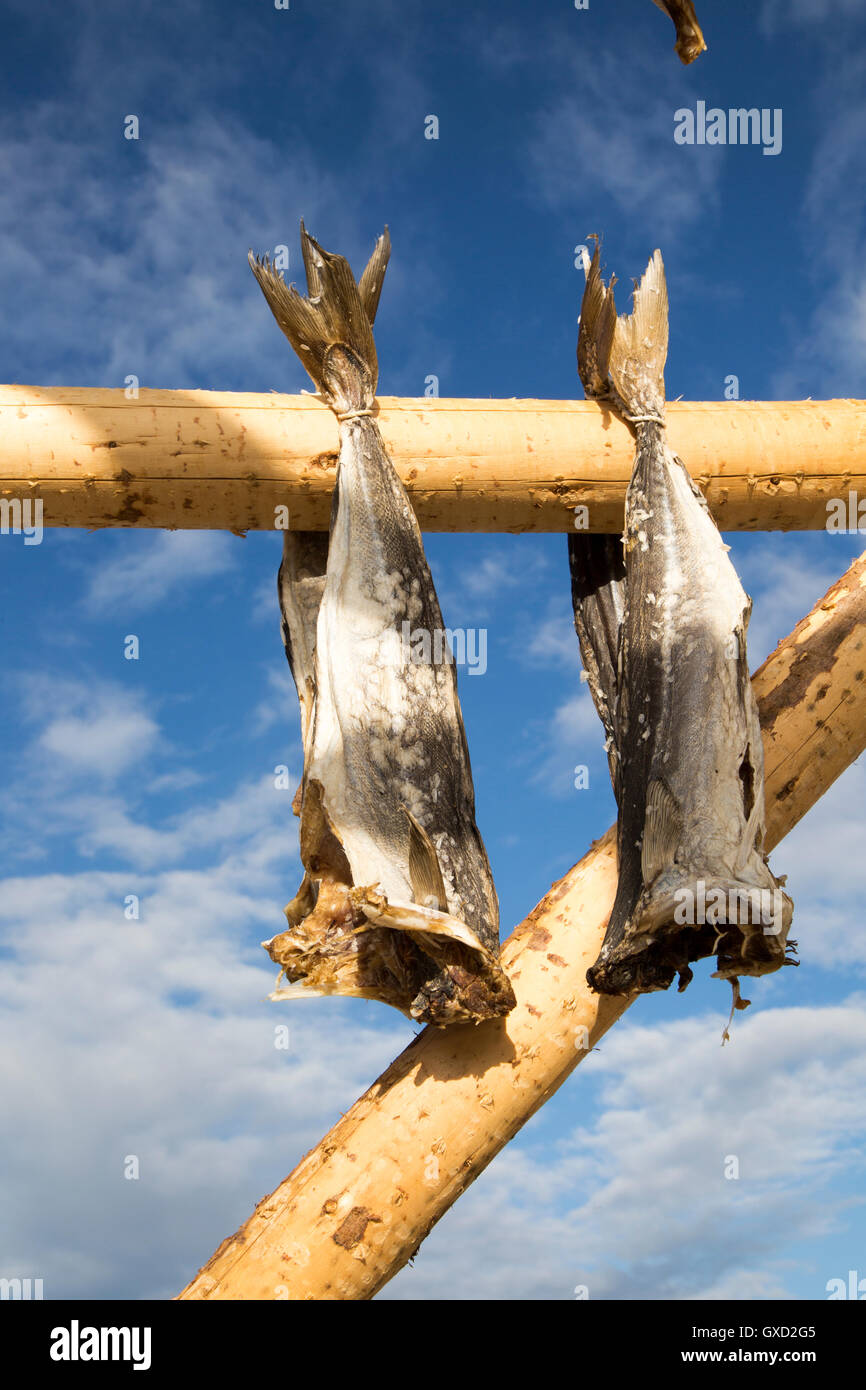 Cod fish hi-res stock photography and images - Alamy