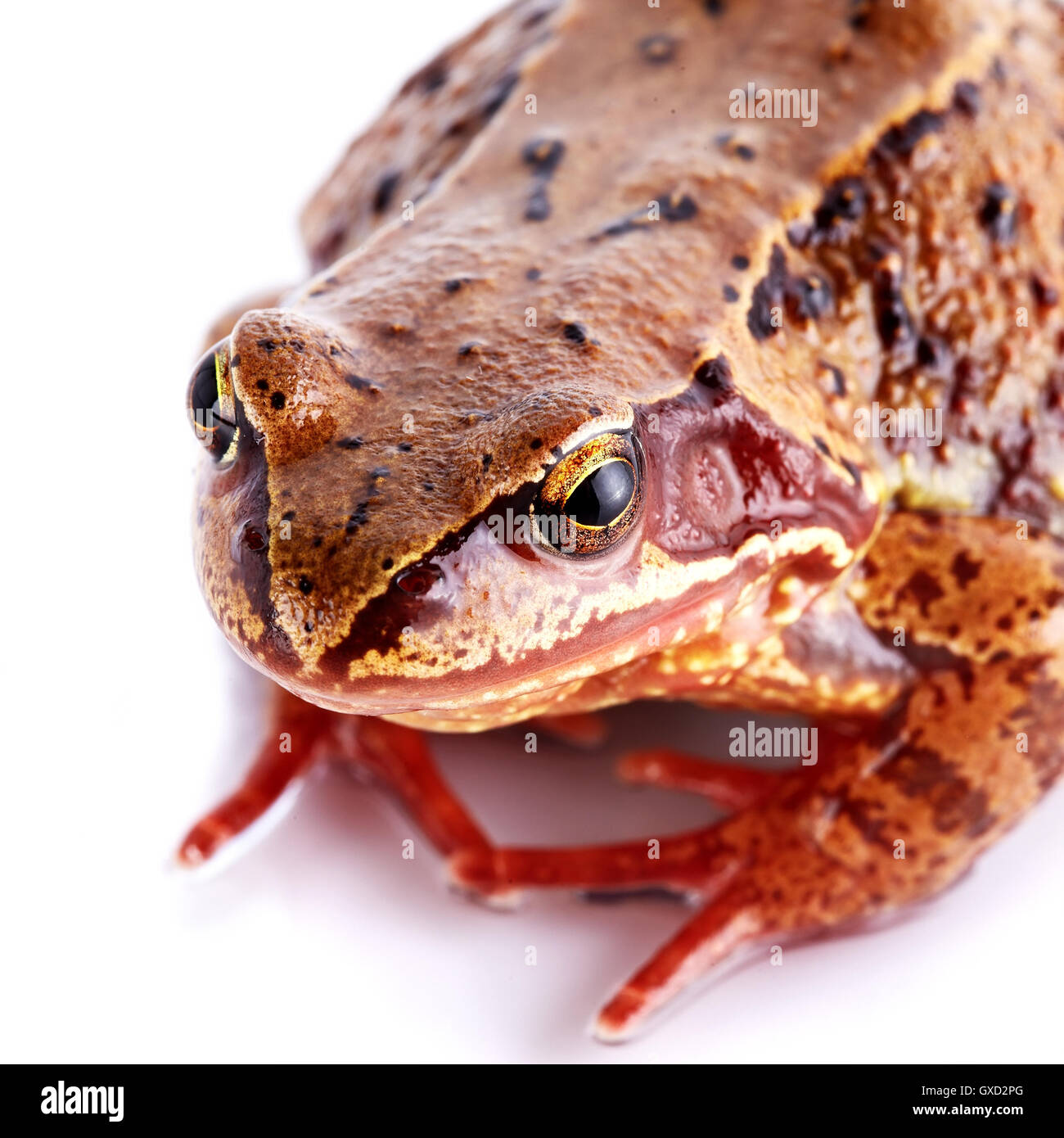 Portrait of a frog Stock Photo - Alamy