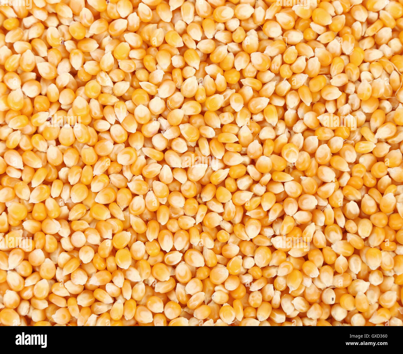 Close up of golden corn grains Stock Photo - Alamy