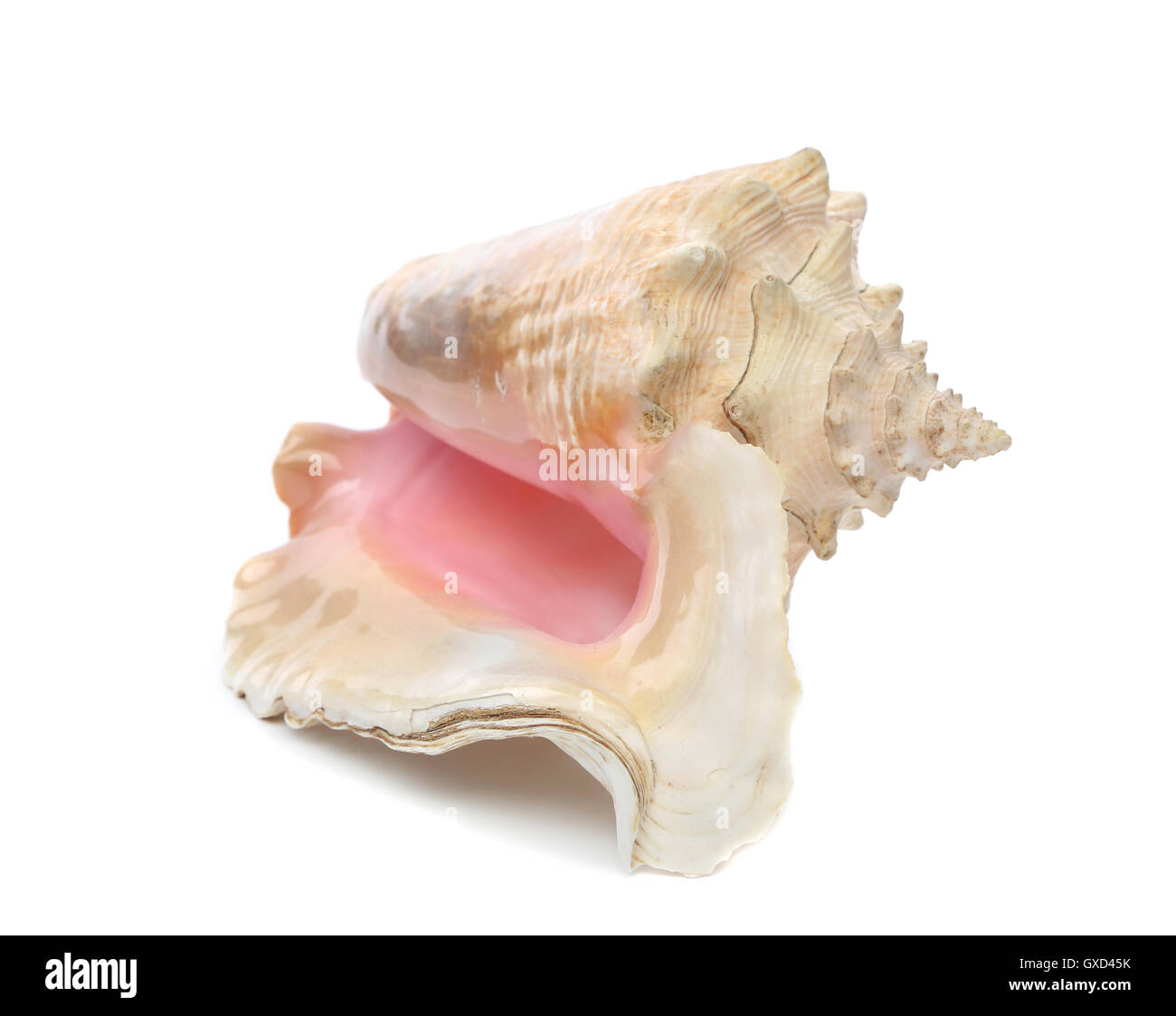 Seashell detail pink background Cut Out Stock Images & Pictures - Alamy