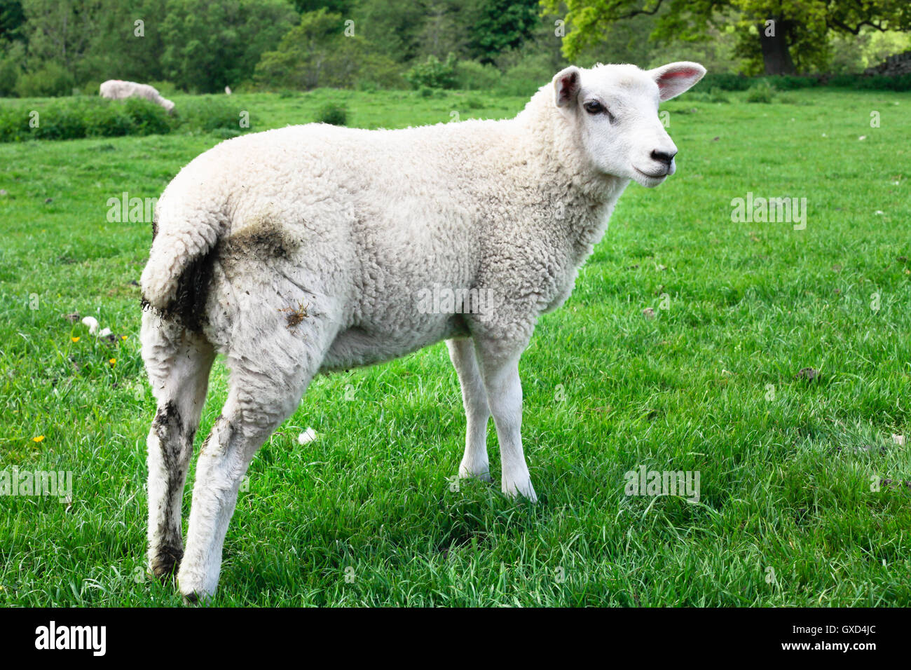 Sheep in field Stock Photo - Alamy