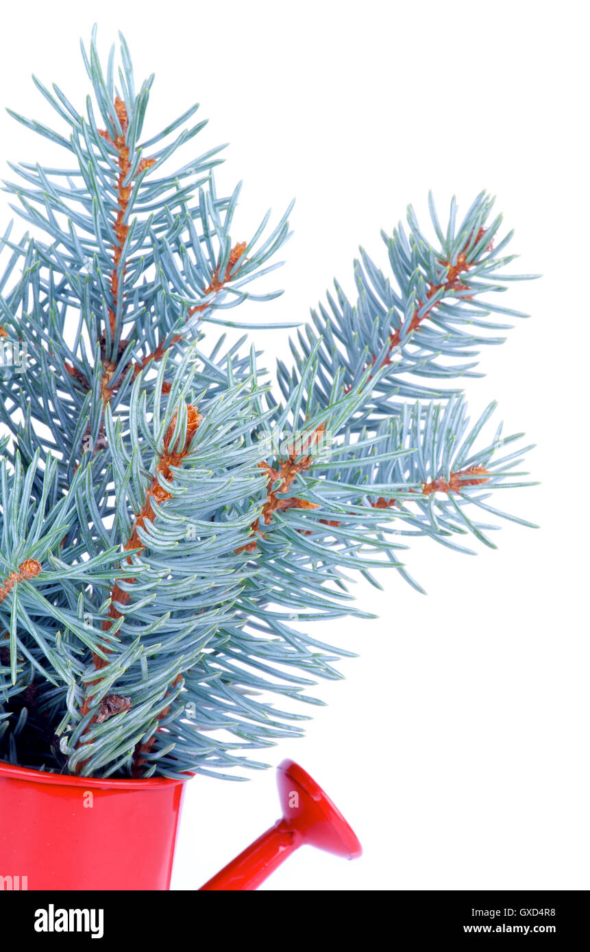 Bunch of Blue Spruce Branch Stock Photo - Alamy