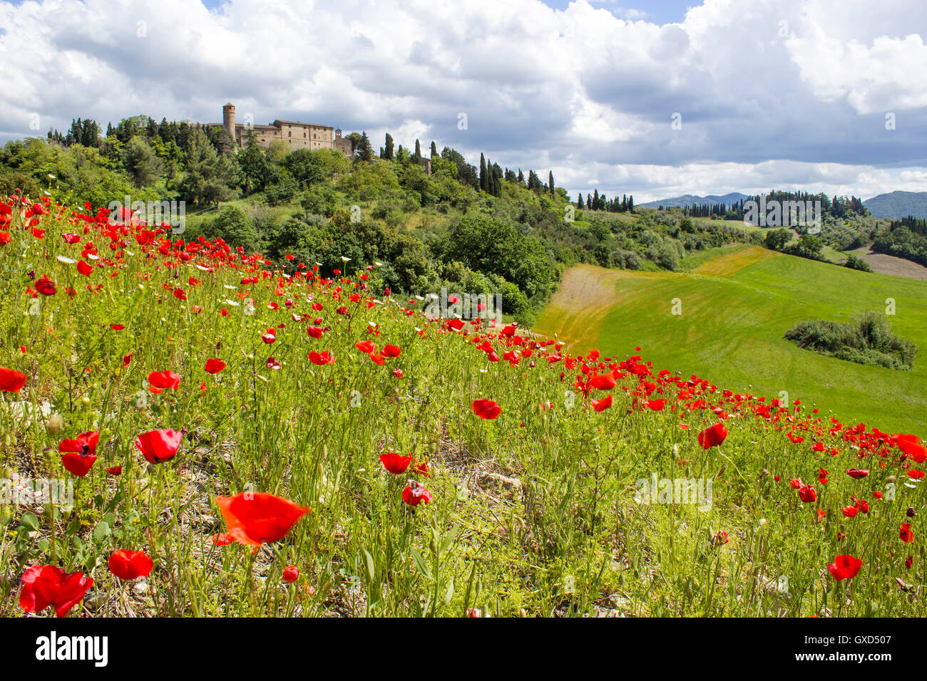 spring in Tuscany, landscape with poppies Stock Photo - Alamy