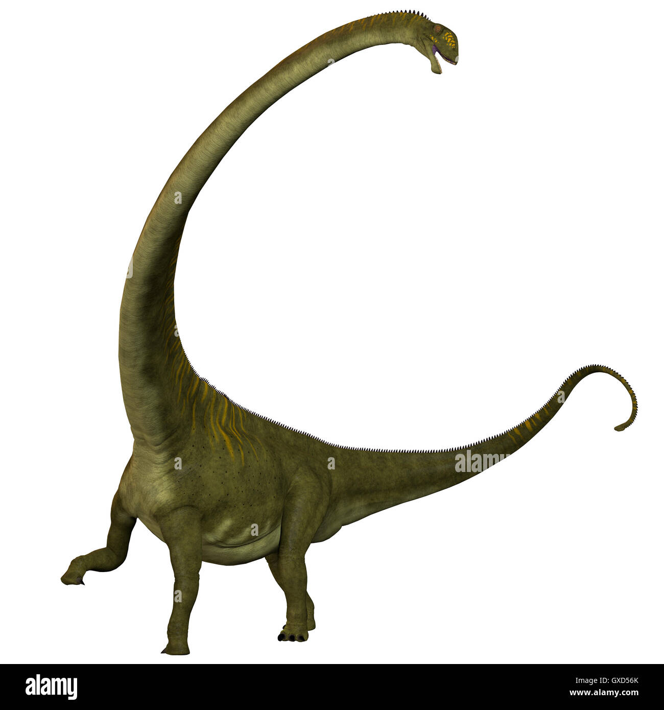 Mamenchisaurus hochuanensis on White Stock Photo - Alamy