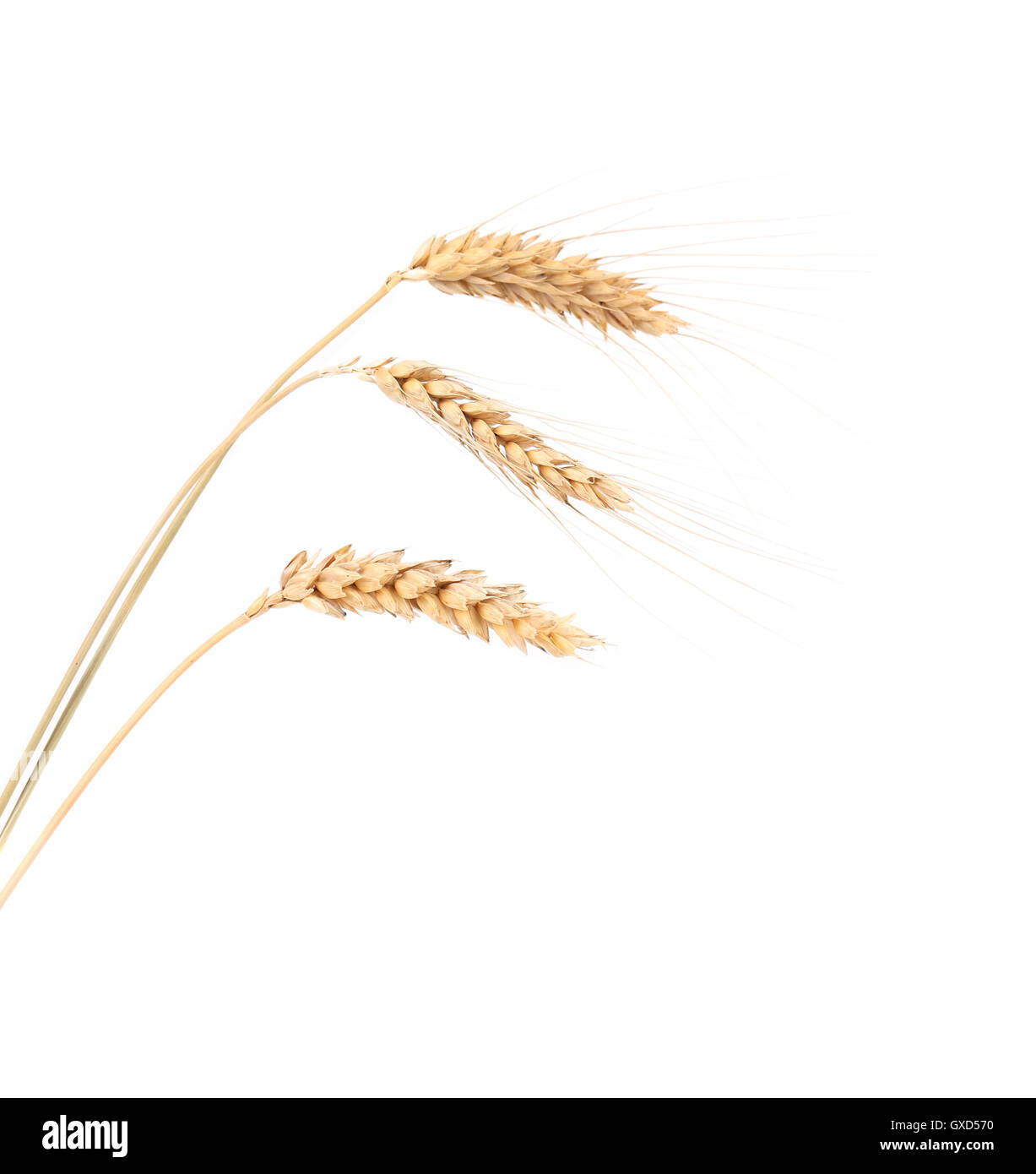Barley closeup head Cut Out Stock Images & Pictures - Alamy
