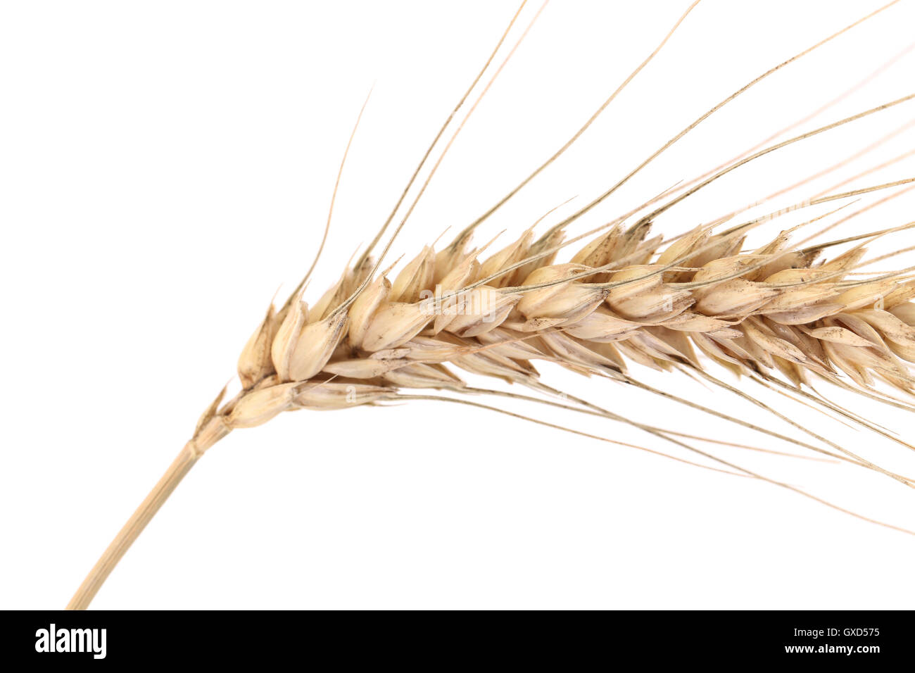 One rye ear Stock Photo - Alamy