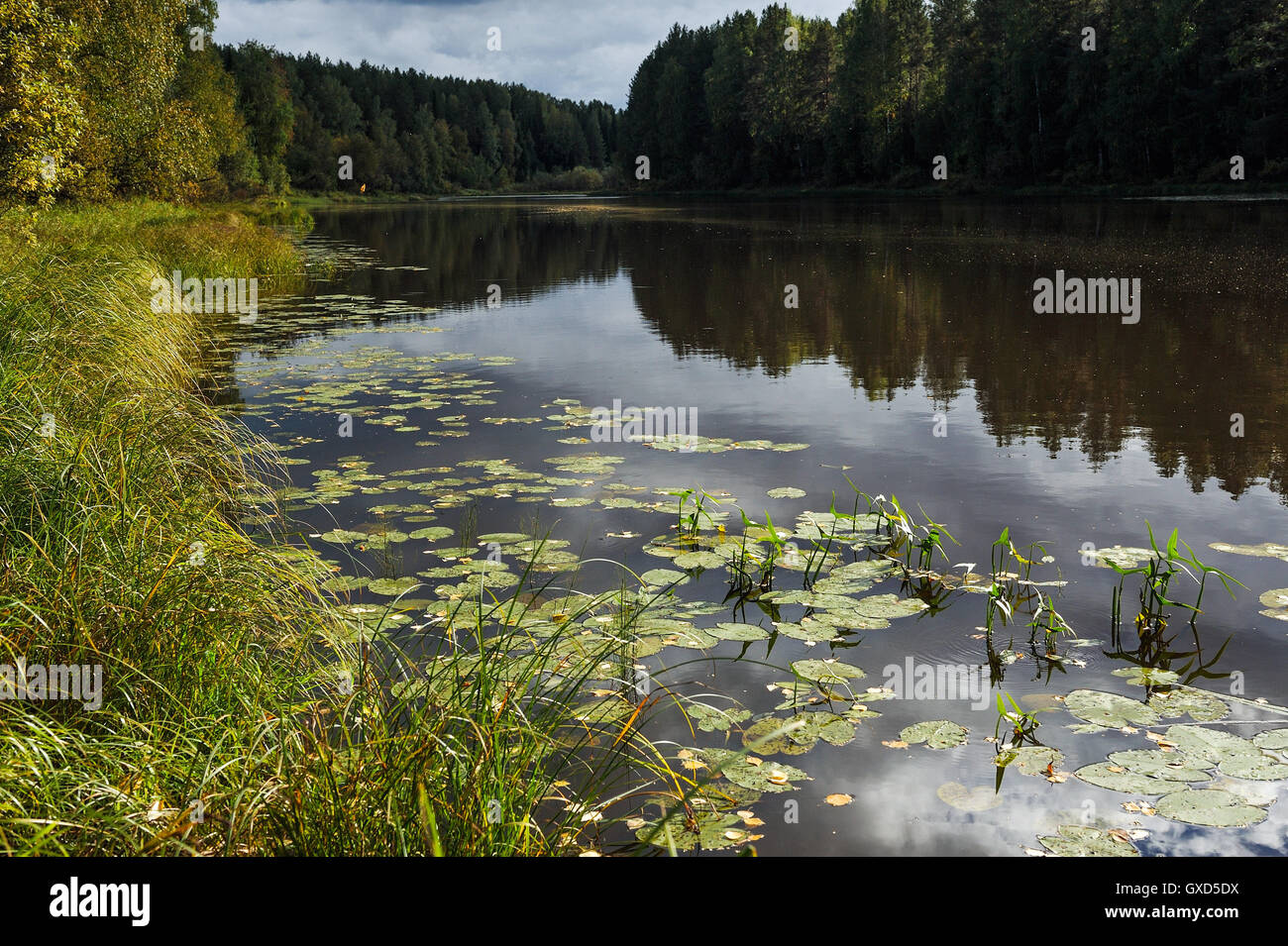 Water lily pond in the forest with green water hi-res stock photography ...