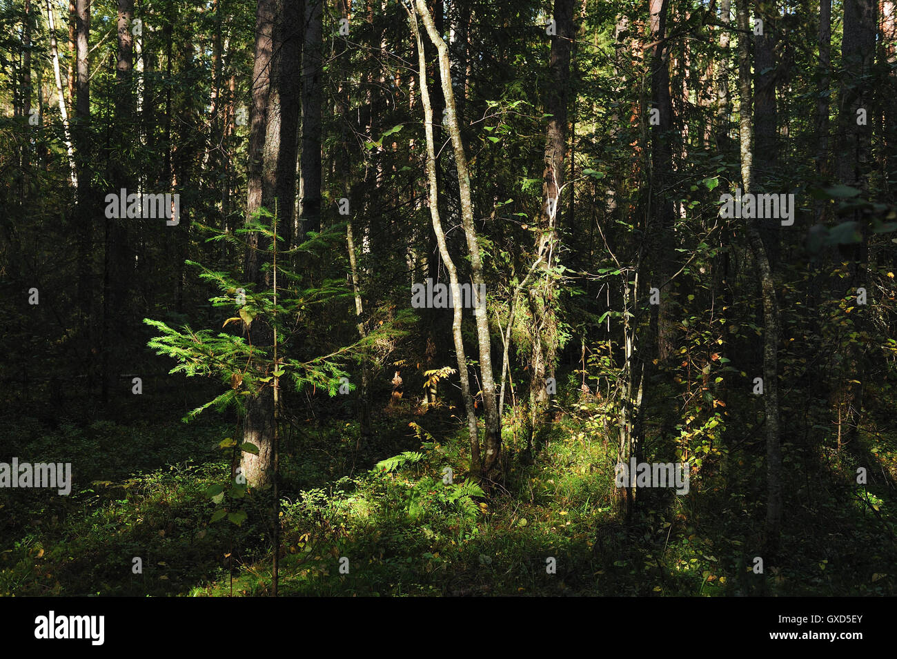 Landscape. Trees in the taiga forest Stock Photo - Alamy