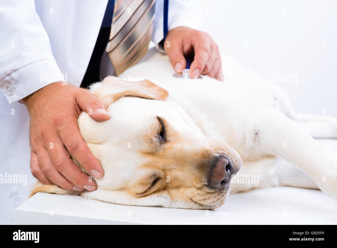 vet checks the health of a dog Stock Photo - Alamy