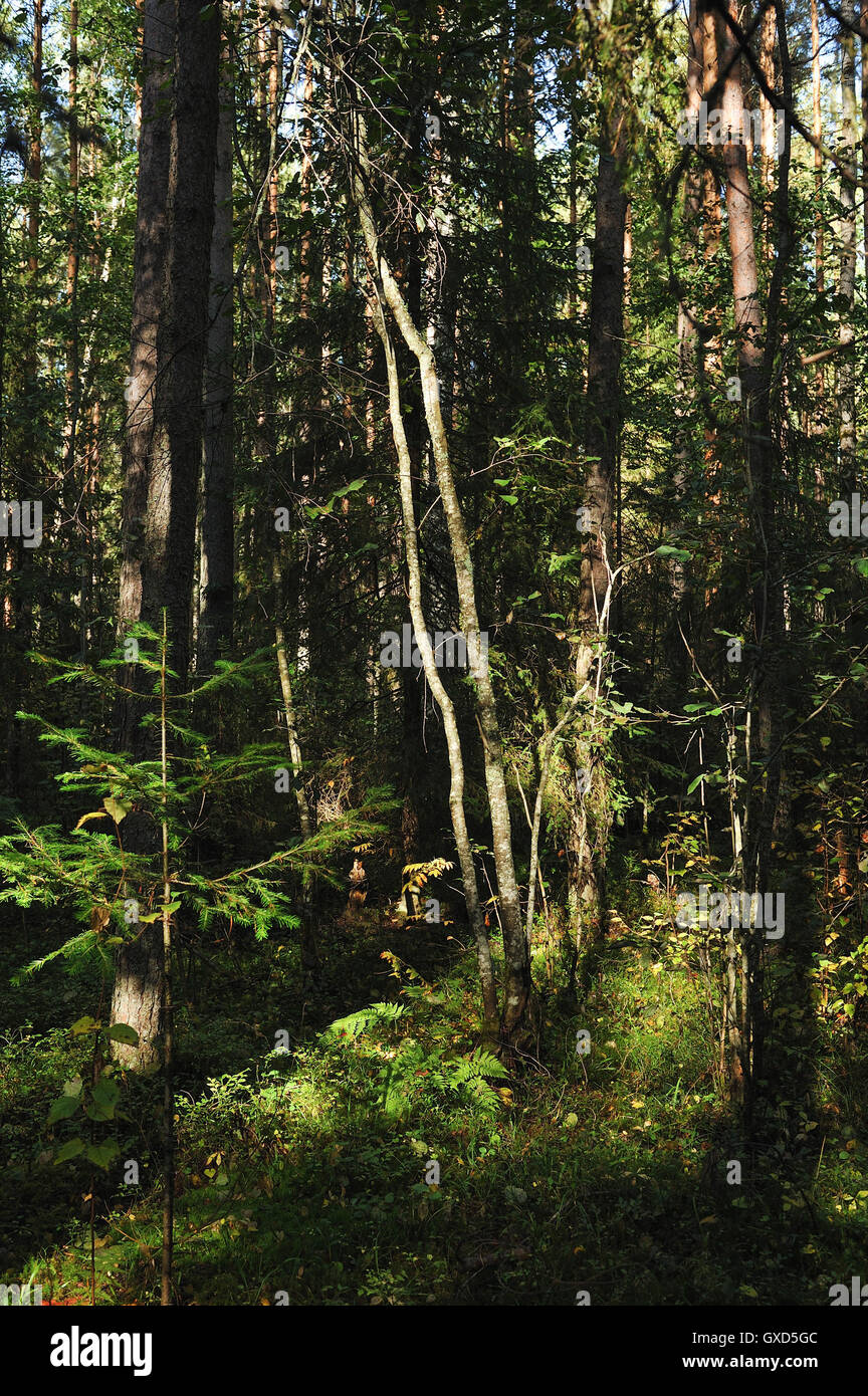 Landscape. Trees in the taiga forest Stock Photo - Alamy