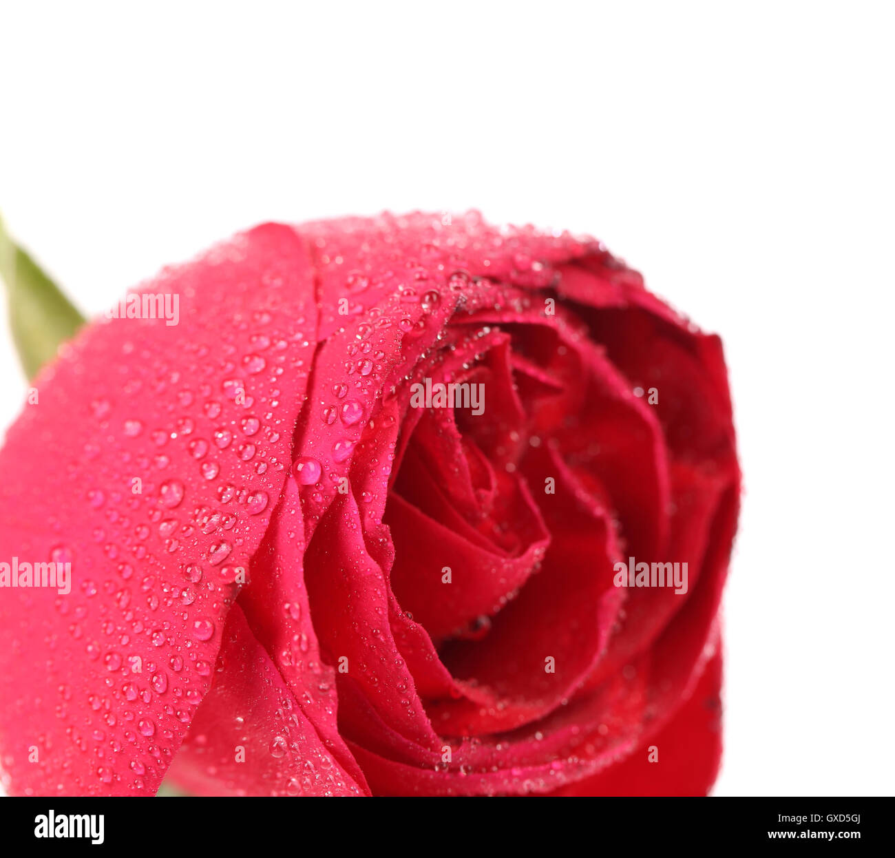 Background of a wet red rose Stock Photo - Alamy