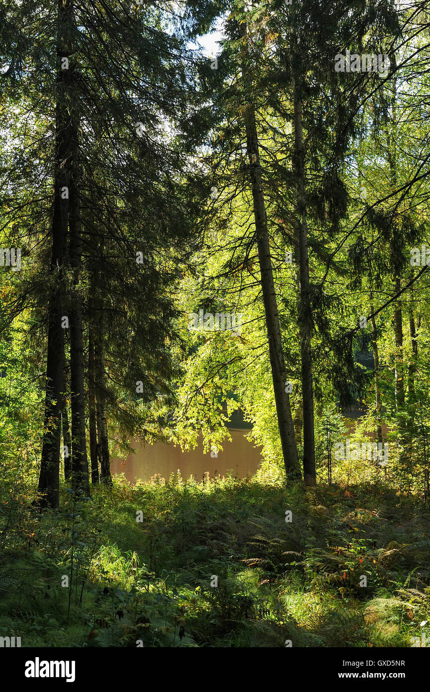 Way to the forest pond under the tall trees Stock Photo - Alamy