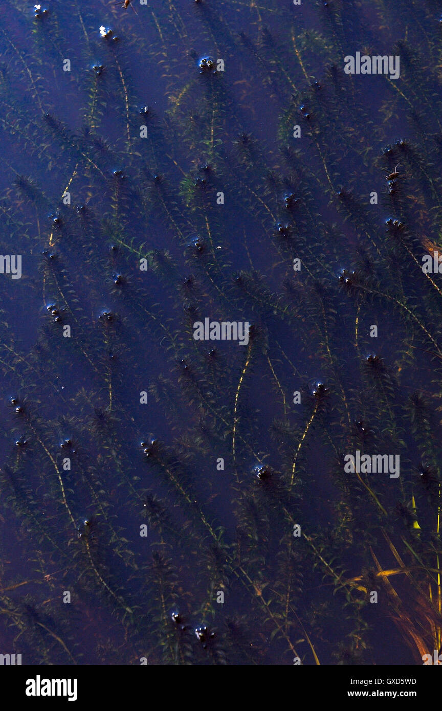 Close up of algae in the forest lake Stock Photo - Alamy