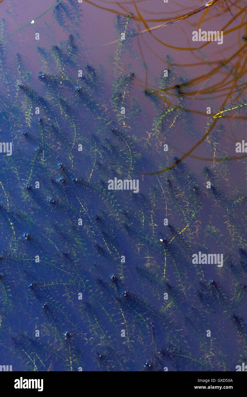 Algae pattern hi-res stock photography and images - Alamy
