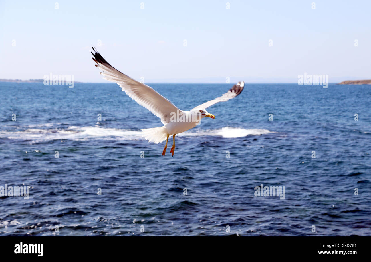 Flying seagull in action on sea Stock Photo - Alamy