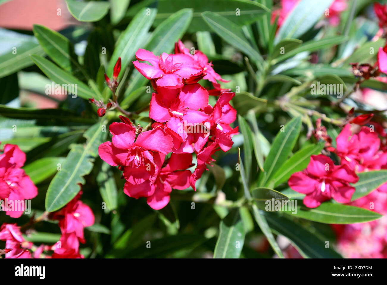 Pink bignonia desert rose pink hi-res stock photography and images - Alamy