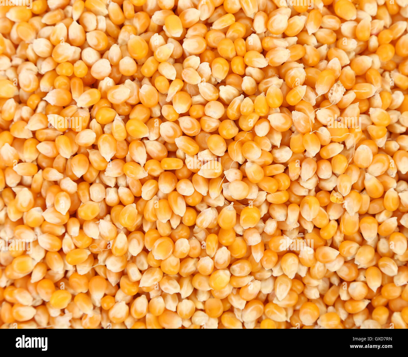 Closeup of corn grains Stock Photo - Alamy